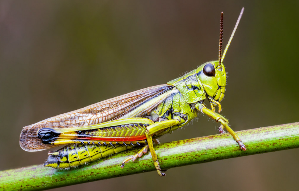 Westhay Moor Peatland Restoration Project | Somerset Wildlife Trust